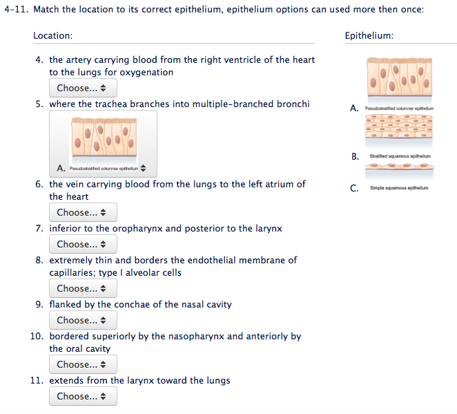 Solved 4-11. Match the location to its correct epithelium, | Chegg.com