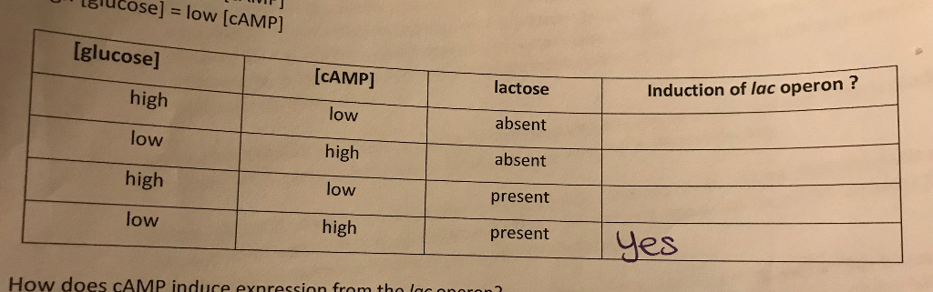 Solved しglucose] = low [cAMP] Iglucose] high low high [CAMP] | Chegg.com