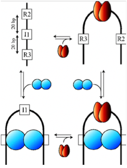 Solved The figure at the top depicts two protein homodimers | Chegg.com