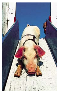 Solved In the figure below, a slide loving pig slides down a | Chegg.com