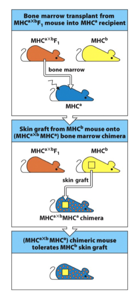 Solved Bone marrow transplant from MHCaxbF, mouse into MHC | Chegg.com