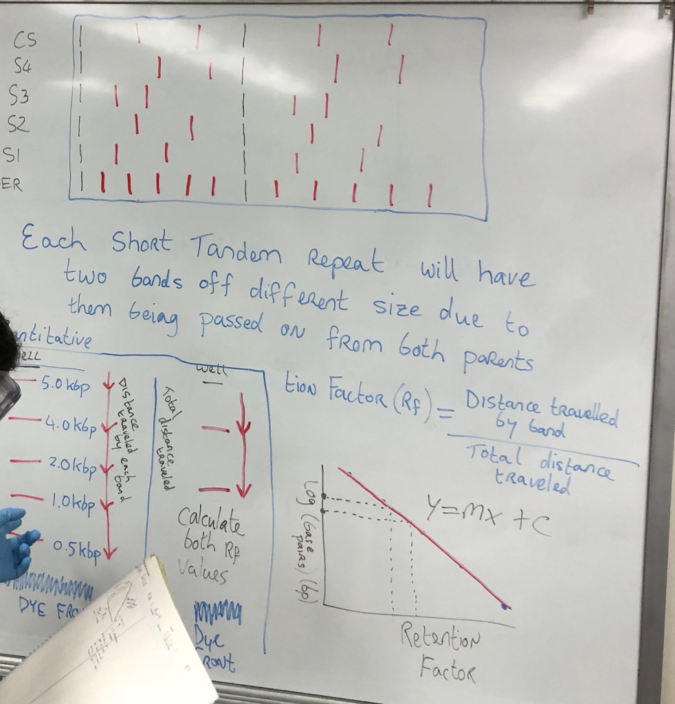 Solved What are the retention factors for each of the bands | Chegg.com