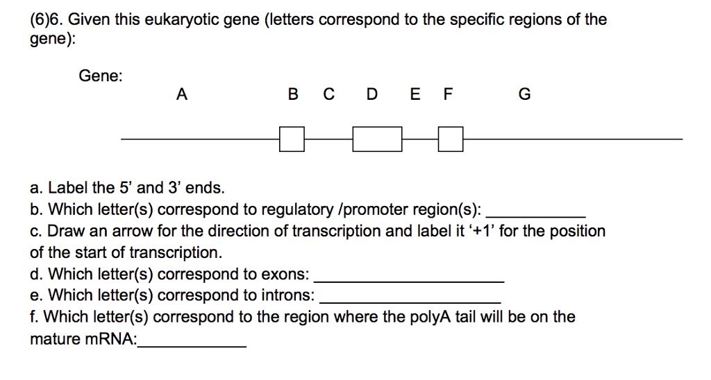 Solved (6)6. Given this eukaryotic gene (letters correspond | Chegg.com