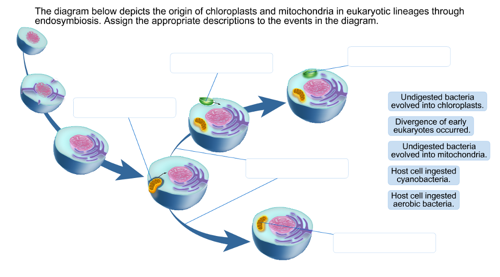 Solved The diagram below depicts the origin of chloroplasts | Chegg.com