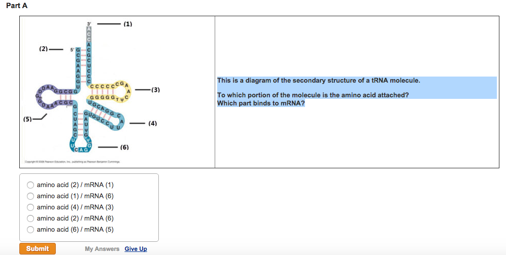 Solved: This Is A Diagram Of The Secondary Structure Of A ... | Chegg.com Solved: This Is A Diagram Of The Secondary Structure Of A ... | Chegg.com