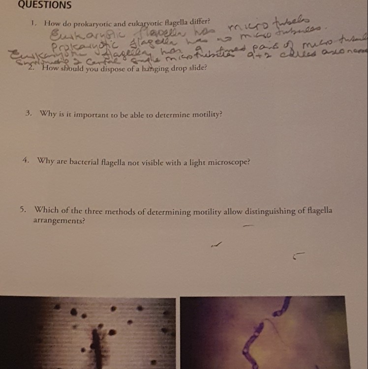 Solved How do prokaryotic and eukaryotic flagella differ? | Chegg.com