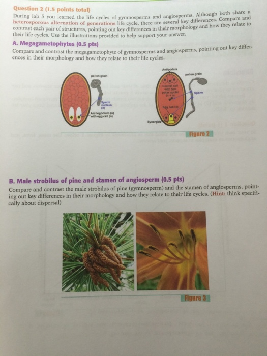 Gymnosperms And Angiosperms Life Cycle