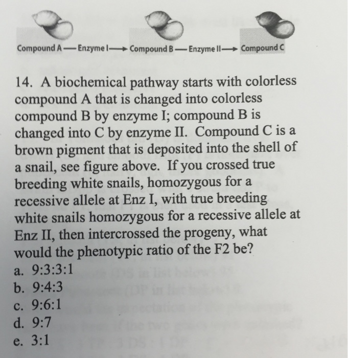 Solved A biochemical pathway starts with colorless | Chegg.com
