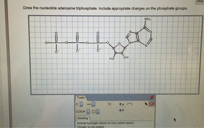 Solved Draw the nucleotide adenosine triphosphate. Include | Chegg.com