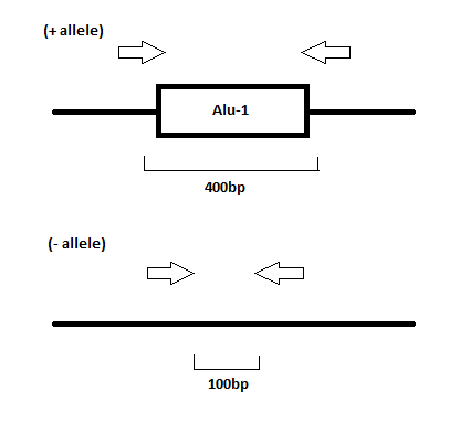 Solved 8. “Alu” DNA sequences are transposable elements | Chegg.com