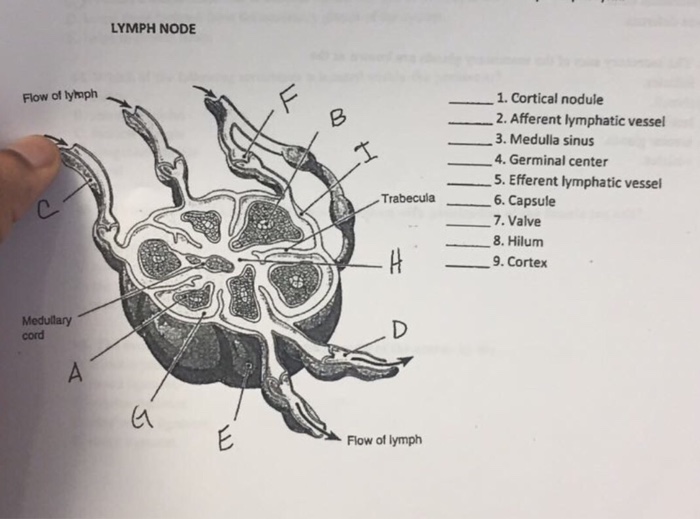Solved Lymph Node Flow Of Lymph Medullary Trabecula Flow Of
