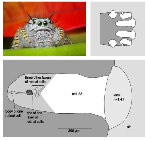 Solved Figure s on p. 878 shows the anatomy of a jumping | Chegg.com