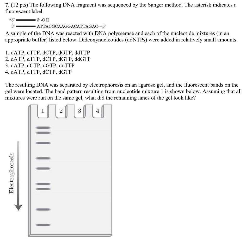 Solved 7. (12 pts) The following DNA fragment was sequenced | Chegg.com