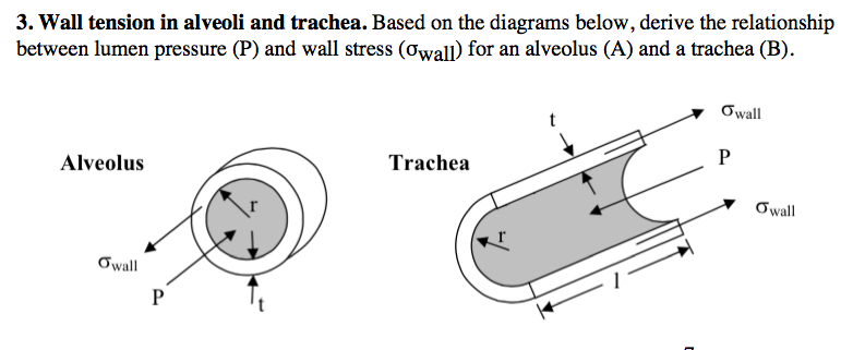 Solved 3. Wall tension in alveoli and trachea. Based on the | Chegg.com