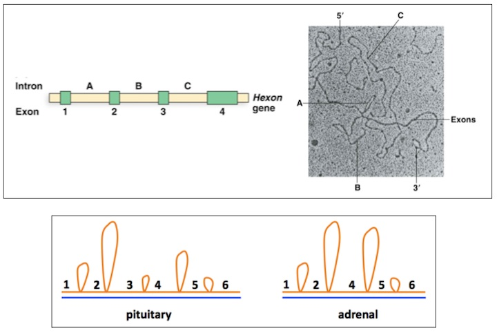Solved The top panel of this figure illustrates results | Chegg.com
