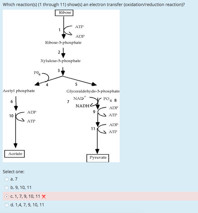 Solved What is the net ATP for this reaction, per ribose | Chegg.com