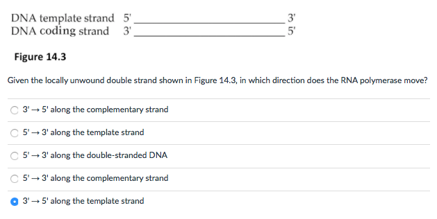 Solved DNA template strand 5'_____3' DNA coding strand | Chegg.com