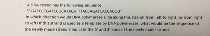 Solved A DNA strand has the following sequence | Chegg.com