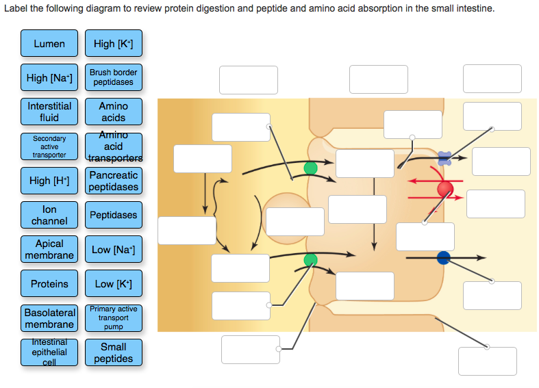 Solved Label the following diagram to review protein | Chegg.com