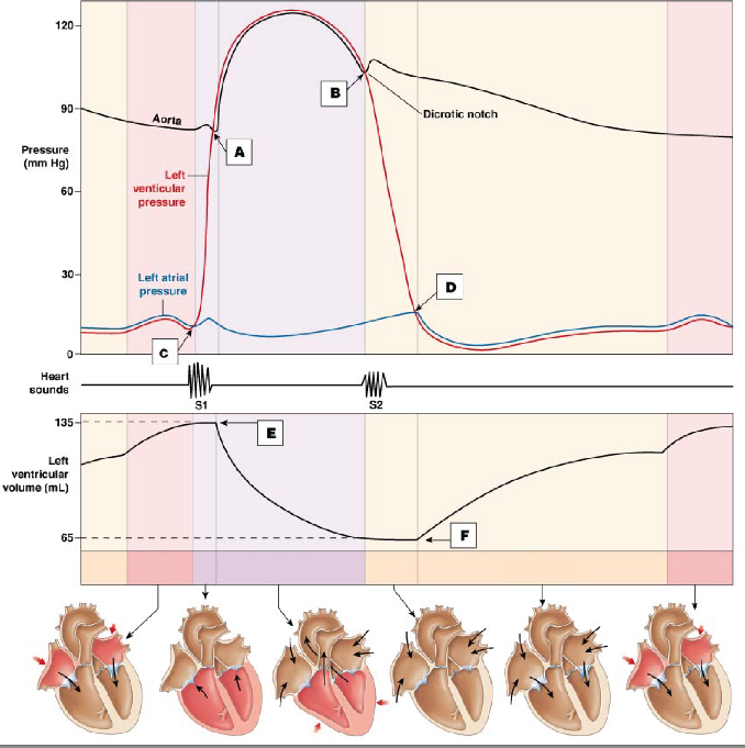 Solved The figure below shows the Wigger's diagram for the | Chegg.com