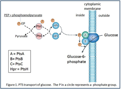 Solved cytoplamic membrane PEP phosphoenolpyruvate inside | Chegg.com