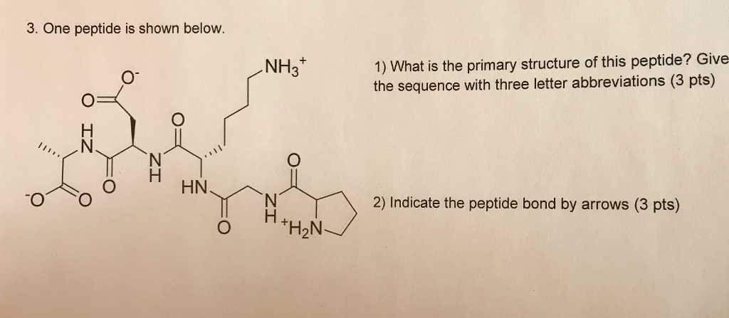 Solved 3. One peptide is shown below. 1) What is the primary | Chegg.com