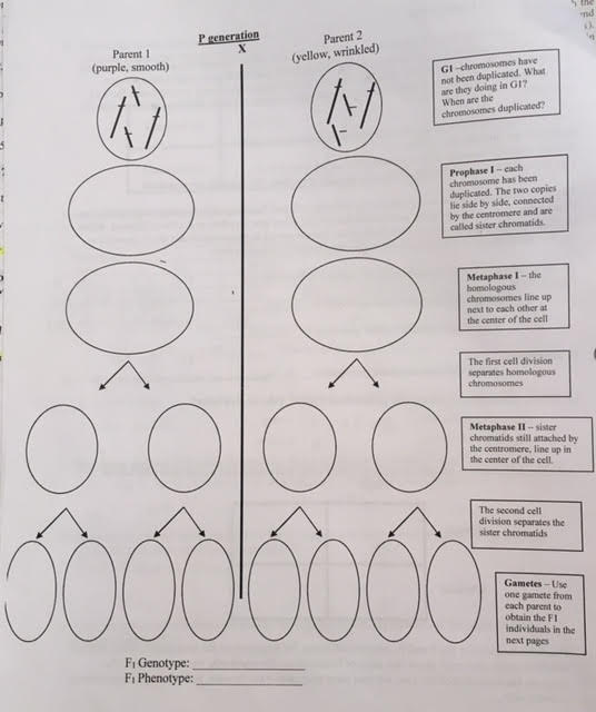 Solved Illustrate meiosis for the P generation using the | Chegg.com