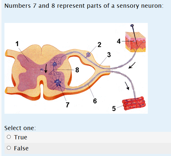 Solved Numbers 7 and 8 represent parts of a sensory neuron: | Chegg.com