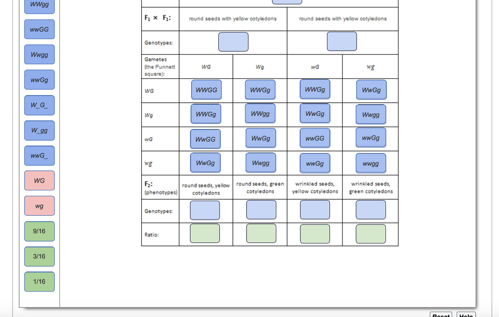Solved Part A Diagram this cross through the F2 generation, | Chegg.com