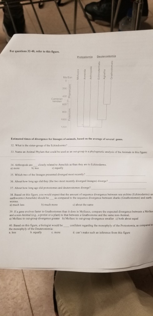 Solved For questions 32-40, refer to this figure Protostomia | Chegg.com