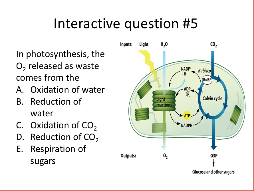 Solved In photosynthesis, the O_2 released as waste comes | Chegg.com