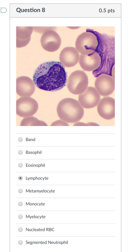 Solved D Question 8 0.5 pts Band Basophil Eosinophil | Chegg.com