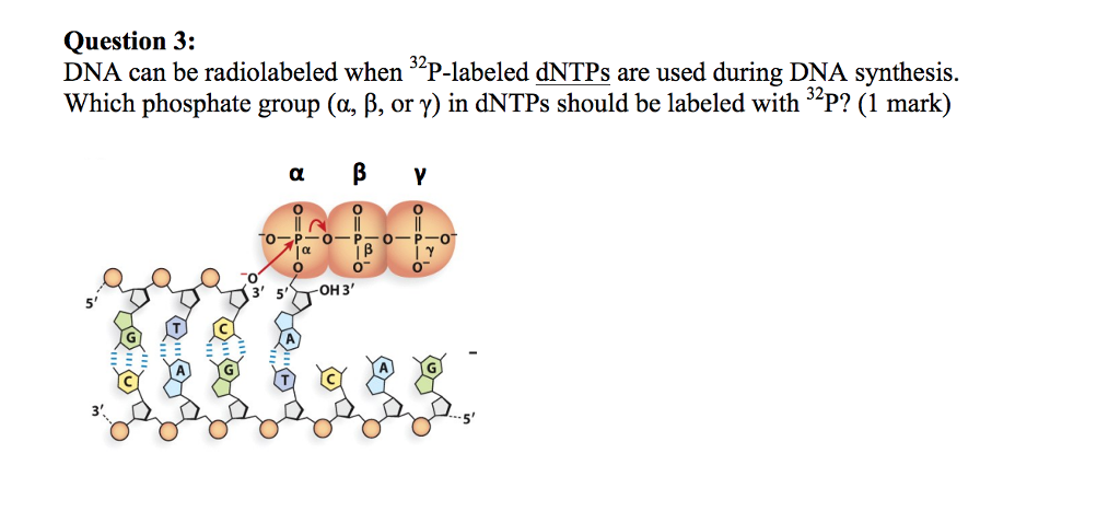 Solved Question 3: DNA can be radiolabeled when "P-labeled | Chegg.com