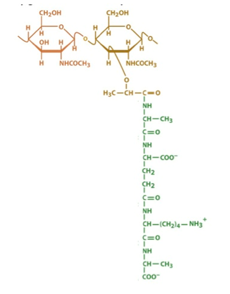 Solved In this molecule, the isopeptide bonds are formed | Chegg.com
