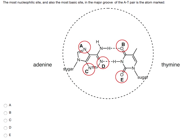 Solved The most nucleophilic site, and also the most basic | Chegg.com