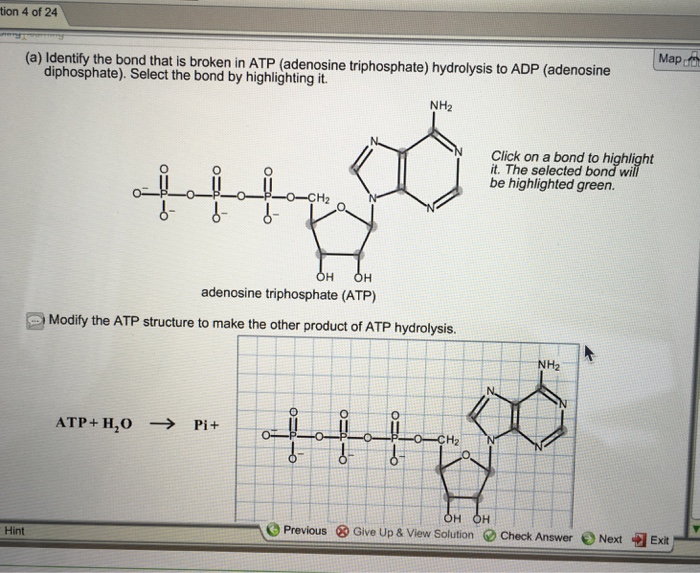 Solved Identify the bond that is broken in ATP (adenosine | Chegg.com
