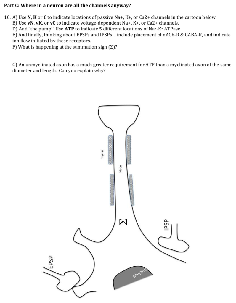 Part A: Resting Membrane Potential (Vm) For this | Chegg.com