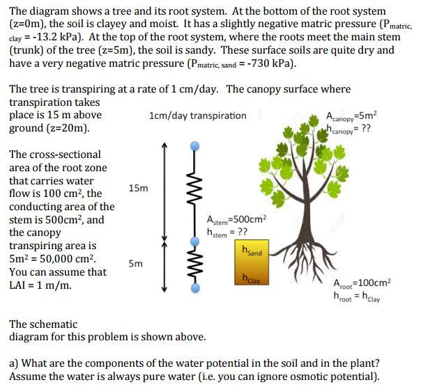 Tree Root System Diagram