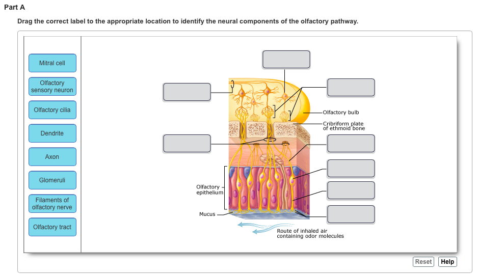 Solved Part A Drag the correct label to the appropriate | Chegg.com