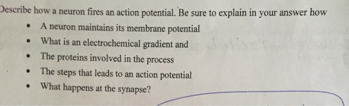 Solved Describe how a neuron fires an action potential. Be | Chegg.com