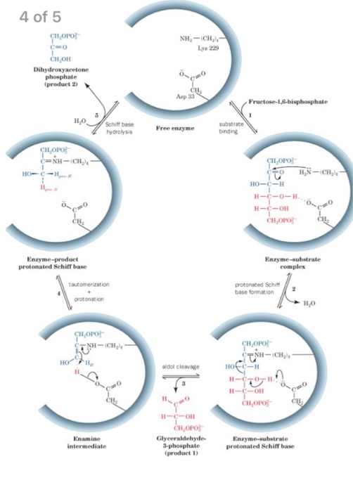 Solved Question #4: a) Aldolase catalyzes the fourth | Chegg.com