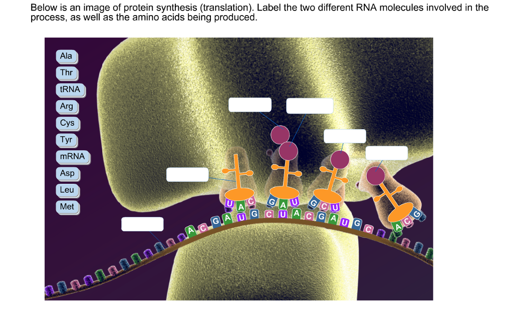Use the transcription interactive lab to help you | Chegg.com