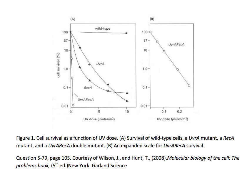 Solved Several genes in E. coli , including UvrA , UvrB , | Chegg.com