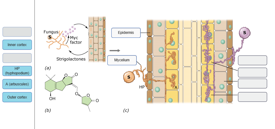 Solved Identify the root structures and arbuscular | Chegg.com
