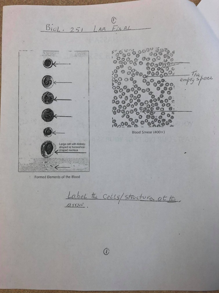 Solved 2. Label the formed elements in the following | Chegg.com