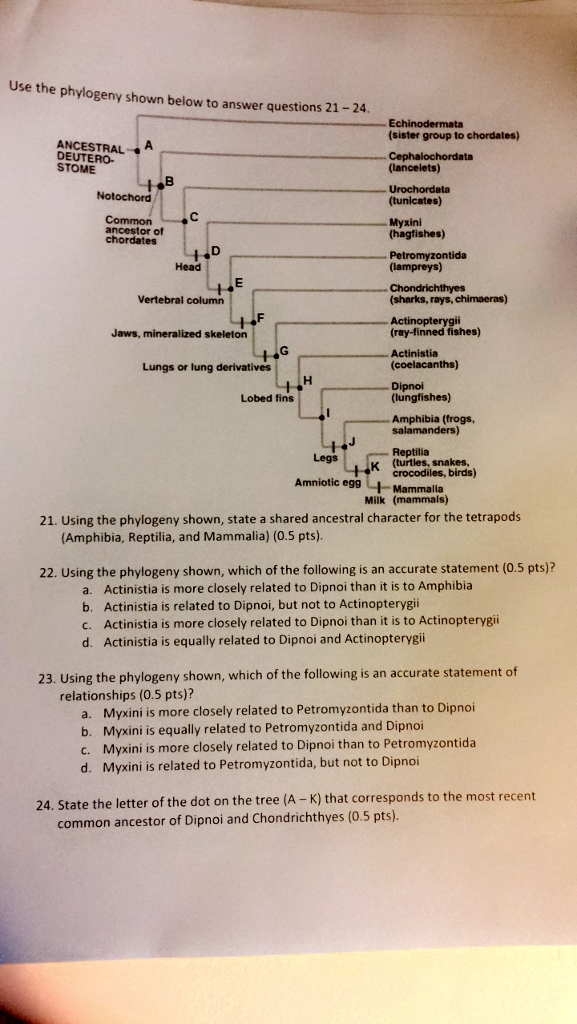 Solved Use the phylogeny showed below to answer questions 21 | Chegg.com
