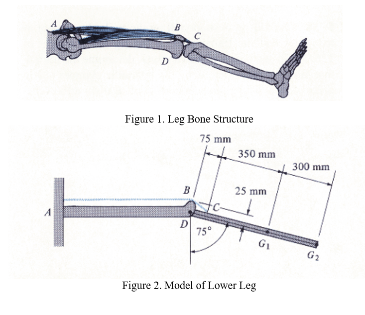 Solved The bone structure of the lower leg seen in figure 1 | Chegg.com