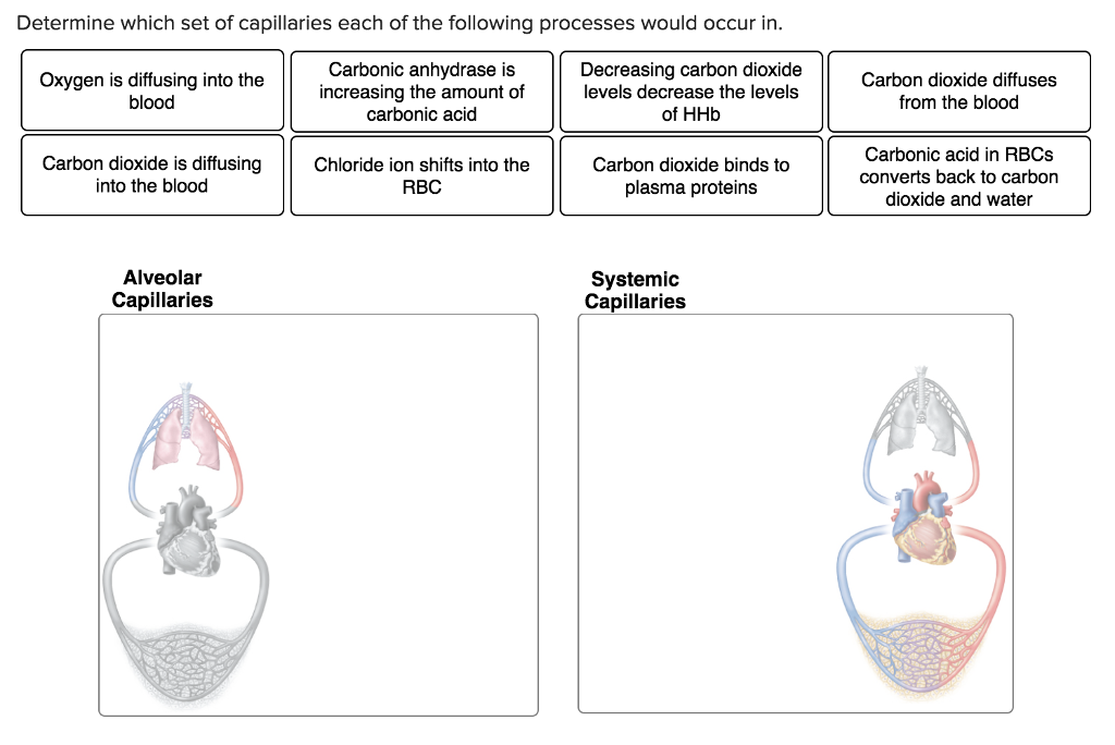 Solved Determine which set of capillaries each of the | Chegg.com