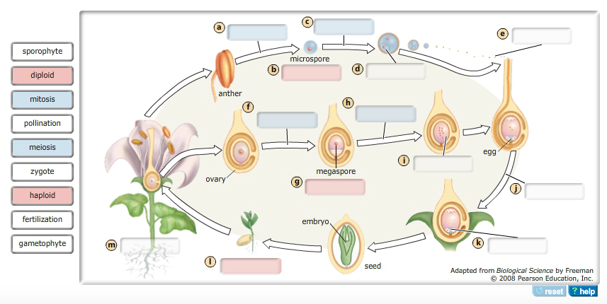 Angiosperm Life Cycle Pearson Angiosperm Reproduction And