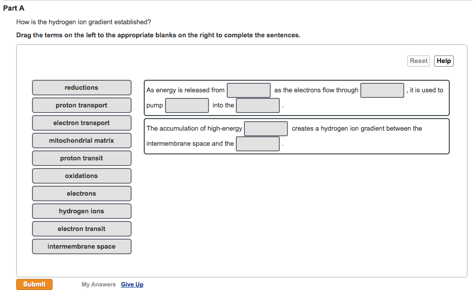 Solved How is the hydrogen ion gradient established? Drag | Chegg.com